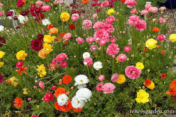 'Jumbo Color Blend' Ranunculus Mix | Renee's Garden Seeds