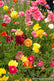 'Jumbo Color Blend' Ranunculus Mix – Renee's Garden