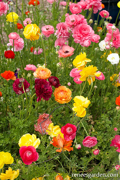 'Jumbo Color Blend' Ranunculus Mix | Renee's Garden Seeds