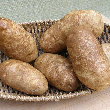 'Heirloom Russet Burbank' Individual Potato Varieties – Renee's Garden