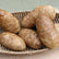 'Heirloom Russet Burbank' Individual Potato Varieties – Renee's Garden