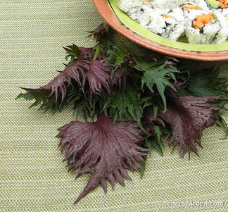 'Bicolored Shiso' Ornamental Edibles – Renee's Garden