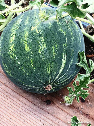 'Mini Love' Personal Size Watermelons – Renee's Garden