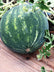 'Mini Love' Personal Size Watermelons – Renee's Garden