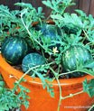 'Mini Love' Personal Size Watermelons – Renee's Garden