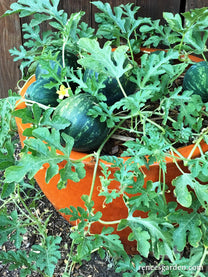 'Mini Love' Personal Size Watermelons – Renee's Garden