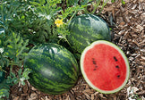 'Mini Love' Personal Size Watermelons – Renee's Garden