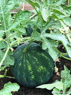 'Mini Love' Personal Size Watermelons – Renee's Garden