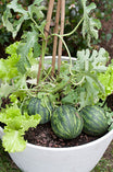'Mini Love' Personal Size Watermelons – Renee's Garden