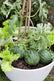 'Mini Love' Personal Size Watermelons – Renee's Garden