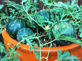 'Mini Love' Personal Size Watermelons – Renee's Garden