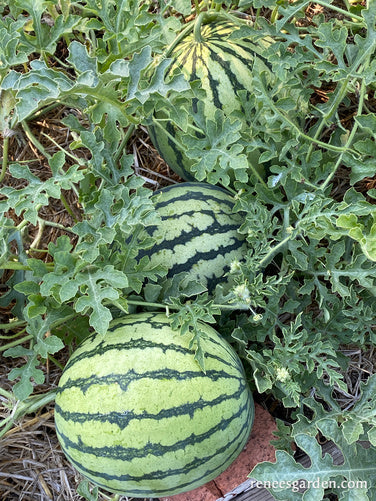 'Rainbow Sherbet' Icebox Watermelons | Renee's Garden Seeds