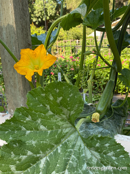 'Incredible Escalator' Climbing Zucchini | Renee's Garden Seeds