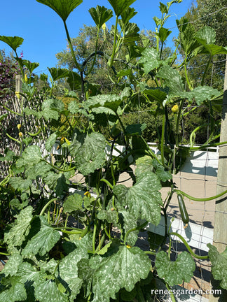 'Incredible Escalator' Climbing Zucchini – Renee's Garden