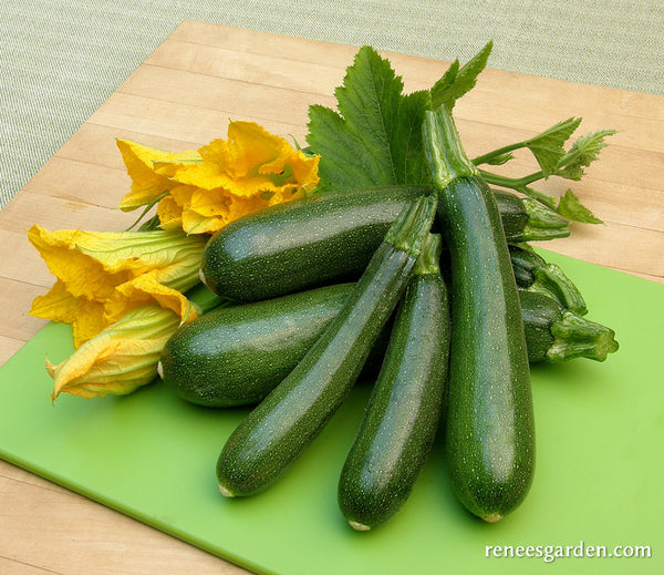 'Incredible Escalator' Climbing Zucchini | Renee's Garden Seeds