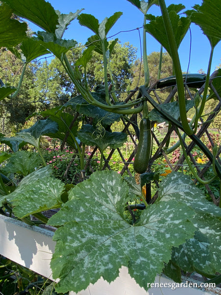 'Incredible Escalator' Climbing Zucchini | Renee's Garden Seeds