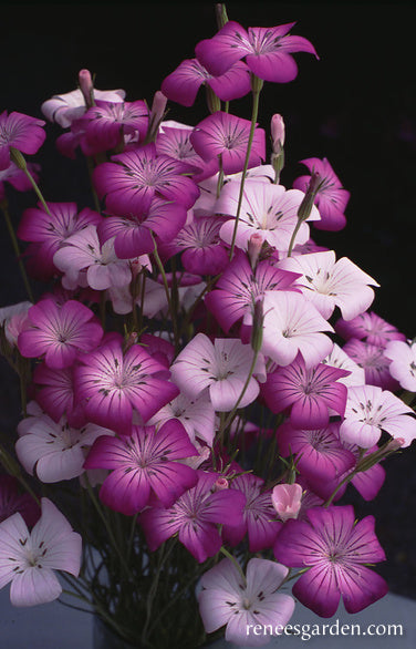 'Purple Queen and Pink Contessa' Agrostemma | Renee's Garden Seeds