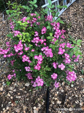 'Angel Wings' Heirloom Miniature Roses – Renee's Garden
