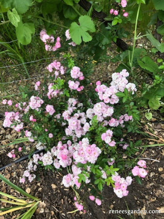 'Angel Wings' Heirloom Miniature Roses – Renee's Garden