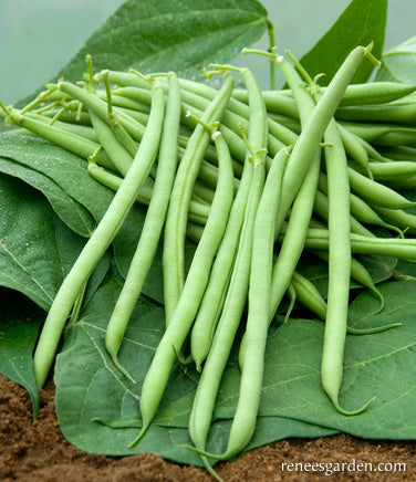 'The “Weekend Bean”' Bush Bean Castandel – Renee's Garden