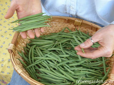 'Nickel Filet' French Baby Bush Beans | Renee's Garden Seeds