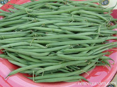 'Nickel Filet' French Baby Bush Beans | Renee's Garden Seeds