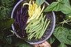 'Gold, Purple & Green' Tricolor Bush Beans – Renee's Garden
