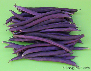 'Rich Purple Pod' Heirloom Pole Beans | Renee's Garden Seeds