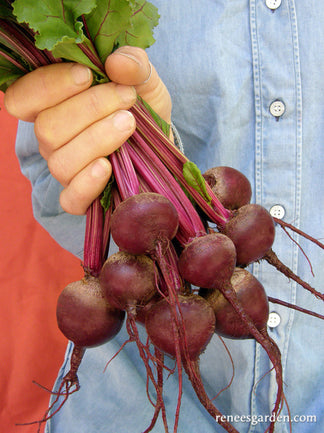 'Baby Ball' Dutch Beets – Renee's Garden