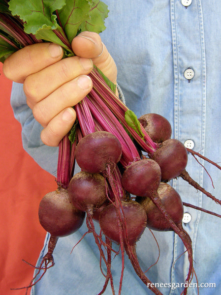 'Baby Ball' Dutch Beets | Renee's Garden Seeds