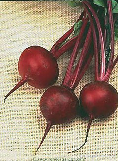 'Baby Ball' Dutch Beets | Renee's Garden Seeds