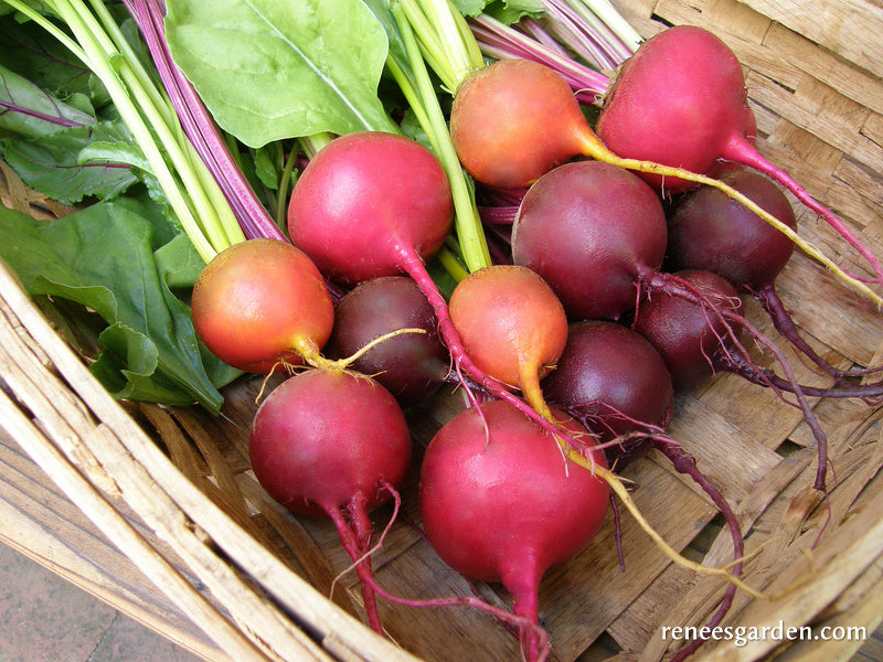 'Red, Gold & Candystripe' Jewel-Toned Beets – Renee's Garden