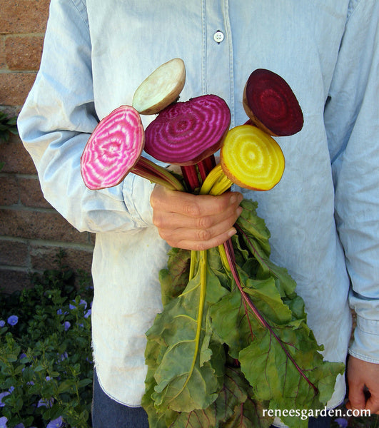 'Five Color Rainbow' Gourmet Beets | Renee's Garden Seeds