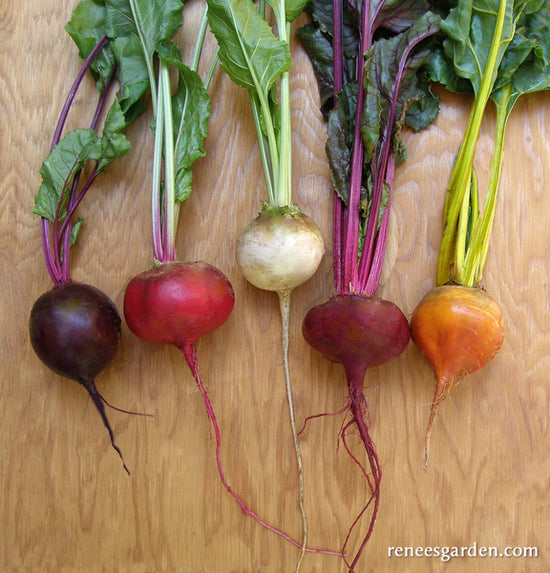 'Five Color Rainbow' Gourmet Beets – Renee's Garden