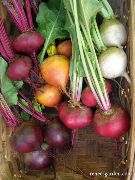 'Five Color Rainbow' Gourmet Beets | Renee's Garden Seeds