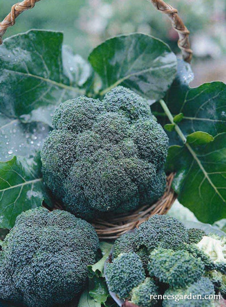 'All Season Blend' Long Harvest Broccoli | Renee's Garden Seeds