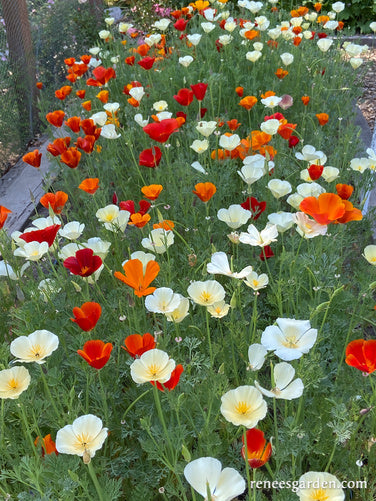 'Tequila Sunrise' Heirloom California Poppies | Renee's Garden Seeds