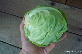 'Pixie' Baby Cabbage | Renee's Garden Seeds