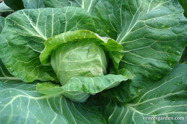 'Pixie' Baby Cabbage | Renee's Garden Seeds