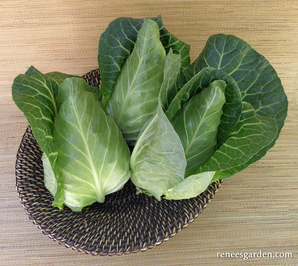 'Conehead' Pointed Sweetheart Cabbage | Renee's Garden Seeds