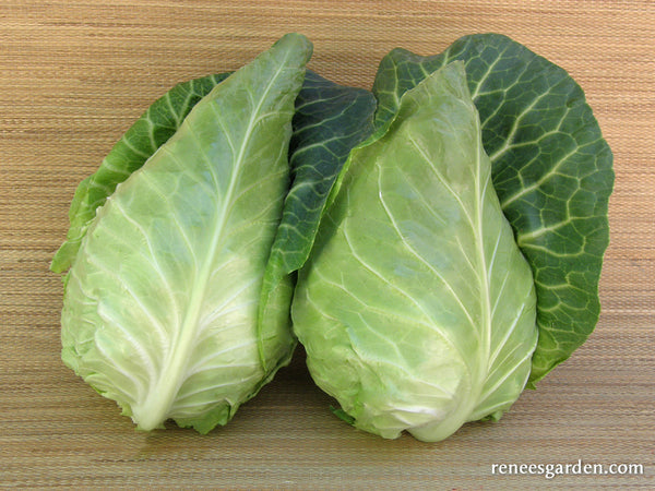 'Conehead' Pointed Sweetheart Cabbage | Renee's Garden Seeds