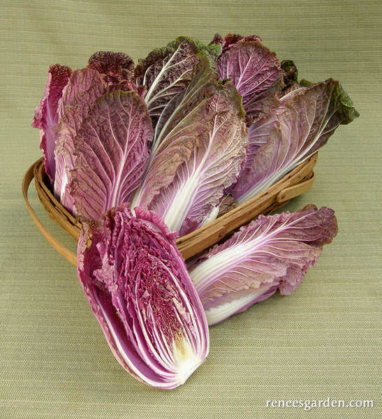 'Purple Express' Napa Cabbage | Renee's Garden Seeds