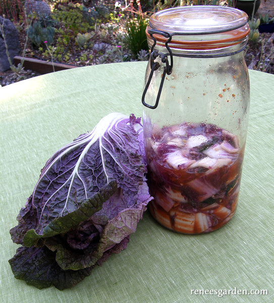 'Purple Express' Napa Cabbage | Renee's Garden Seeds