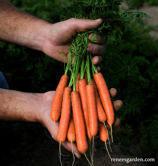 'Babette' French Baby Carrots – Renee's Garden