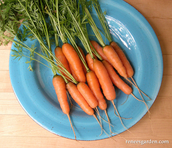 'Babette' French Baby Carrots – Renee's Garden