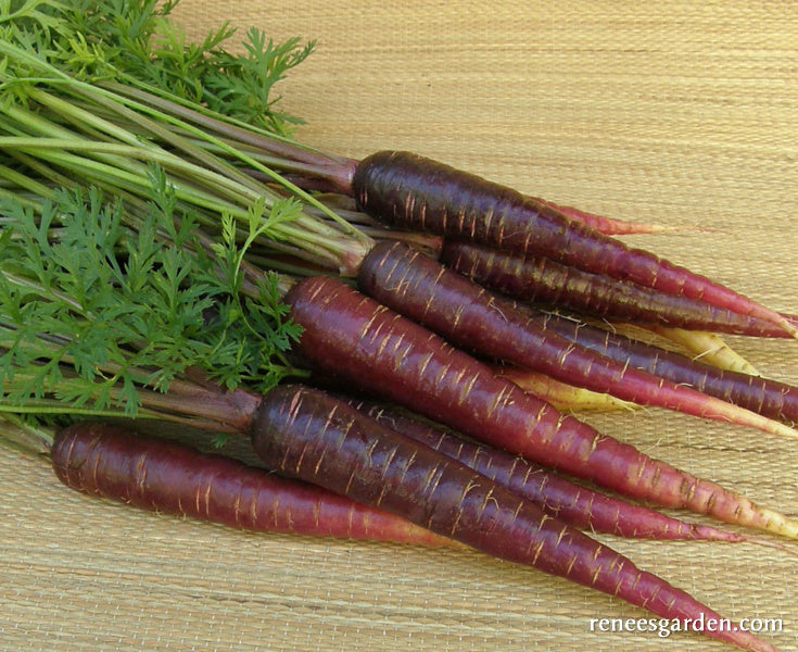 'Purple Sun' Rainbow Carrots | Renee's Garden Seeds