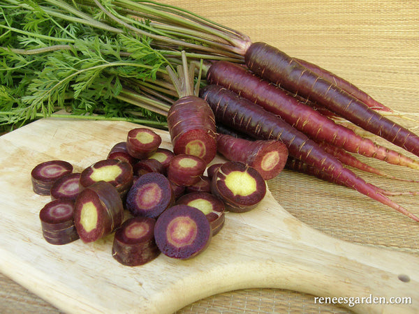 'Purple Sun' Rainbow Carrots | Renee's Garden Seeds