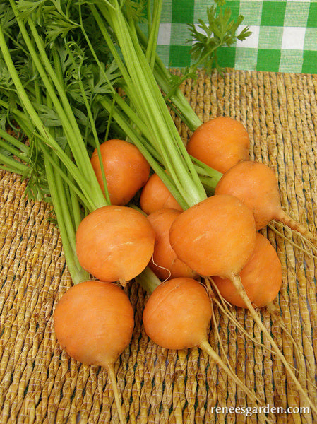 'Romeo' Round Baby Carrots | Renee's Garden Seeds