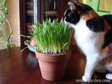 'Four Grass Mix' Kitty Queen's | Renee's Garden Seeds