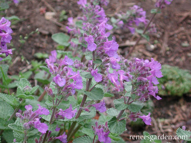 'Catmint' Landscaping Herbs | Renee's Garden Seeds